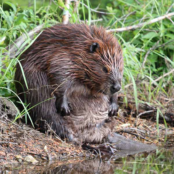Beaver Removal | Beaver Dam Removal | Orange Beach Alabama
