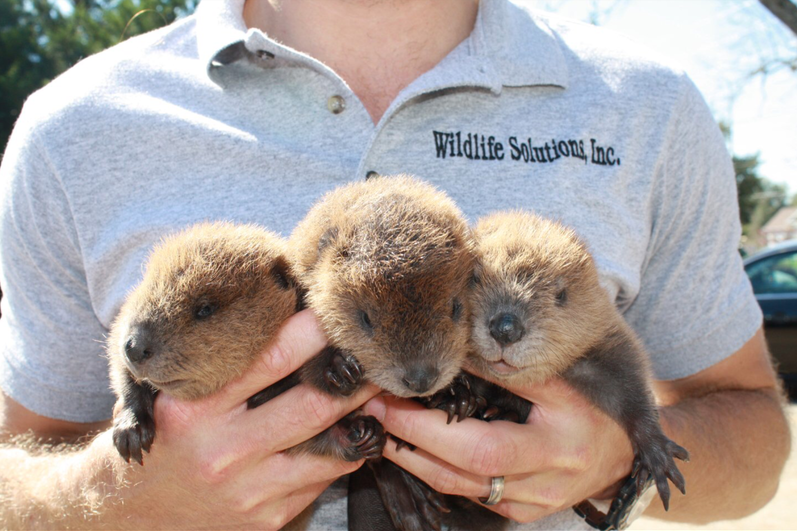 Effective Beaver control and removal - wildlife solutions, Inc.