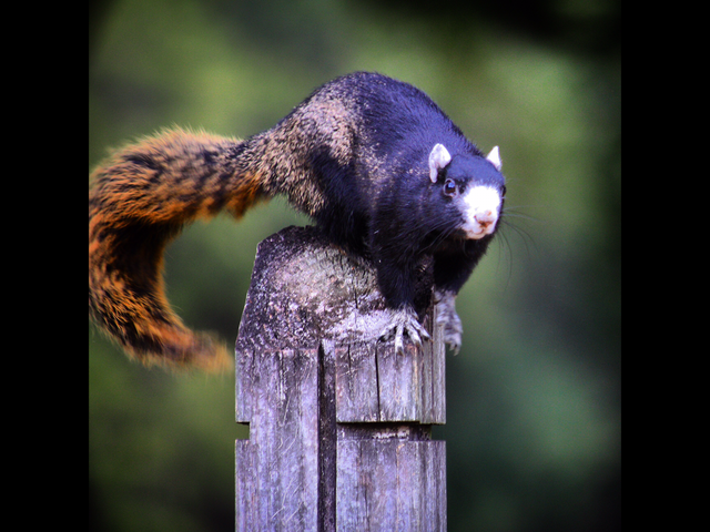 Gallery - WildLife Solutions