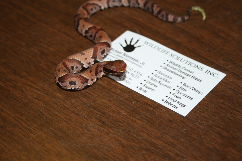 Emergency Snake Removal | Snakes in Home | Mobile Alabama