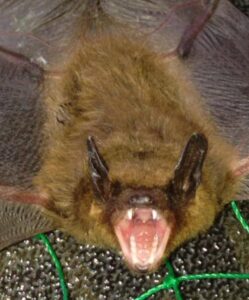 Bat Removal | Bats In Attic | Mobile Alabama